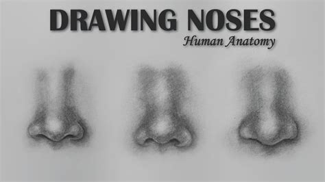 Human Nose Sketches