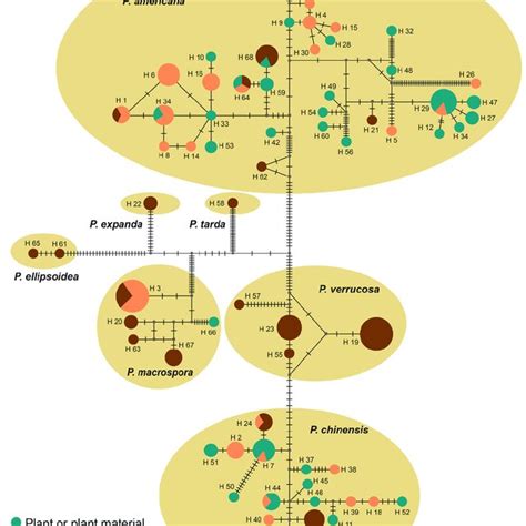 Neighbor Net Split Decomposition Network Of Phialophora Species Based Download Scientific
