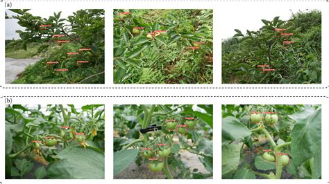Figure 10 From Green Fruit Detection With A Small Dataset Under A