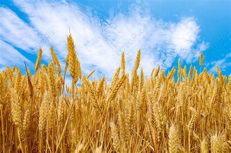 Wheat Field Wheat Image And Picture For Free Download Lovepik