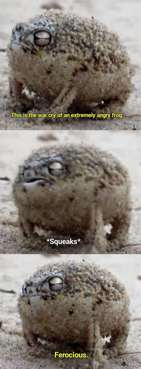 An Extremely Angry Frog R Memetemplatesofficial