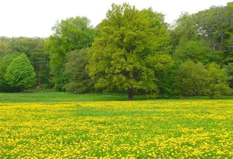 Essay On Trees Are Our Best Friends In English For Classes 1 2 3 10 Lines Short Long