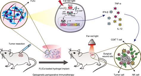 Schematic Showing The Mouse Experimental Design And Procedure For