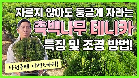 자르지 않아도 둥글게 자라는 측백나무 데니카 특징 및 조경 방법 울타리 생울타리 정원수 정원수 추천 울타리 추천