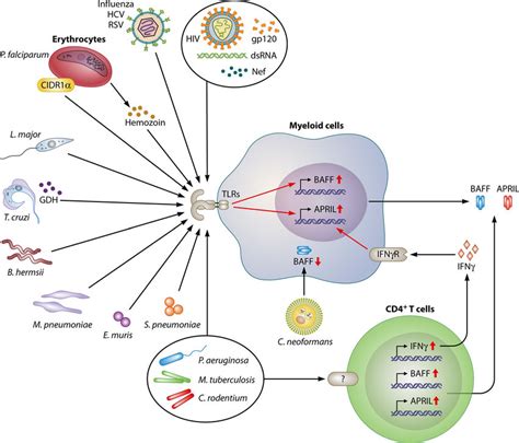Roles Of Baff And April During Infection Many Pathogens Induce The Download Scientific Diagram
