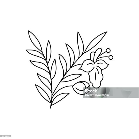 로즈마리 향신료 요리 재료 선 아이콘입니다 편집 가능한 획 크기입니다 경로를 엽니다 벡터 스케치 일러스트레이션 로즈마리에 대한 스톡 벡터 아트 및 기타 이미지 Istock