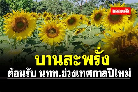 ข่าว Like สาระ ดอกทานตะวันบานสะพรั่งยาว 7 กิโล ต้อนรับ นทท ช่วงเทศกาลปีใหม่