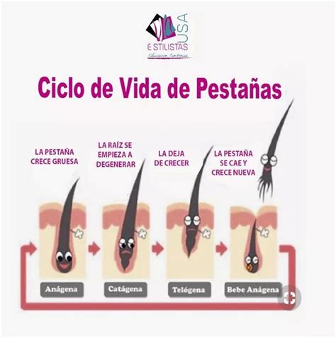 Anatomía De La Pestaña Todo Lo Que Necesitas Saber Sobre Las Pestañas