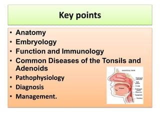 Adenoids Function