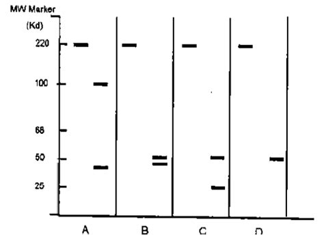 Previous Year Questions Pyq 2012 December Csir Net Life Sciences Triyambak Life Sciences