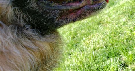 Could This Be Lip Fold Pyoderma German Shepherds Forum