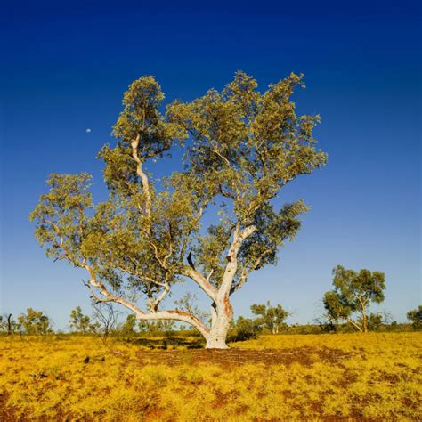 What Is Carbon Sequestration Carbon Farming