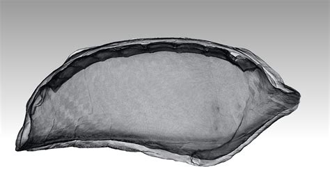 Box Turtle Shell 3d Turbosquid 2144223