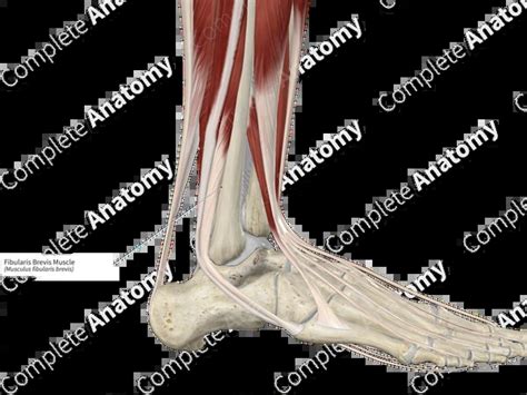 Fibularis Brevis Muscle Complete Anatomy