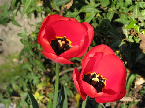 Tulipa gesneriana | это... Что такое Tulipa gesneriana?