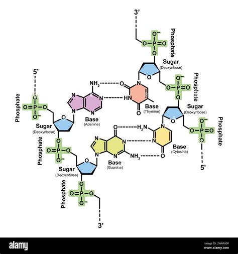 dna molecule diagram labeled
