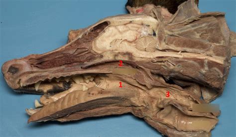 Pharynx Labeling Part 3 Dissection Diagram Quizlet