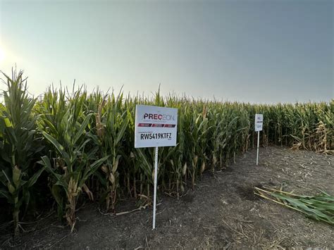 FFA Test Plot Gives Up Close Look At How Seed Varieties Perform The Summerland Advocate Messenger
