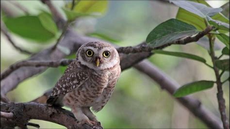 Elf Owl Sounds Youtube