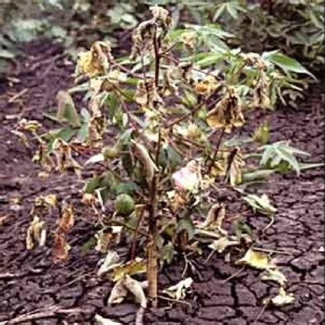 T Stanes Bio Cure F Trichoderma Viride Liquid At Rs 357 Litre In