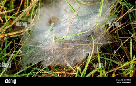 Ground Spider Webs It Is Often Funnel Shaped Webs Built By Grass