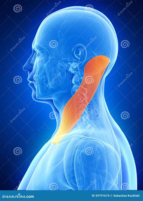 The Sternocleidomastoid Stock Illustration Illustration Of Health 39791674