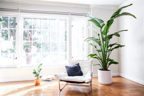 Large Tropical Plant Leaf Identification