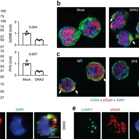Dkk2 Impedes Pstat5 Nuclear Localization A B Primary Mouse Nk Cells