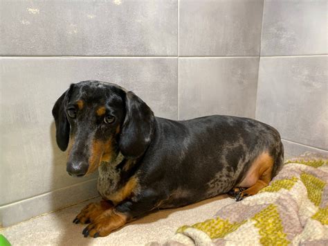 울산강아지분양 요크셔테리어분양가 새끼강아지분양 잉글리쉬불독 천안고양이분양 가정강아지분양 강아지입양 보더콜리 하늘이 강아지배변훈련 도그마루 홈스쿨 강아지훈련소 강아지