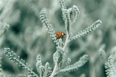 무당벌레 딱정벌레 곤충 Pixabay의 무료 사진 Pixabay