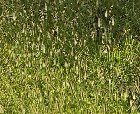 Summer Grasses Landscape