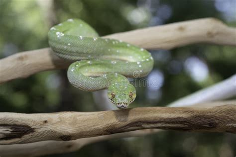 Aru X Biak Cross Green Tree Python Stock Image Image Of Leaf