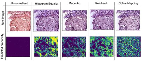 Comparison Of Different Stain Normalization Procedures On Model Download Scientific Diagram