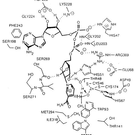 Pdf Structure And Function Of Yeast Alcohol Dehydrogenase
