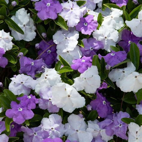 Yesterday Today And Tomorrow Plants For Sale