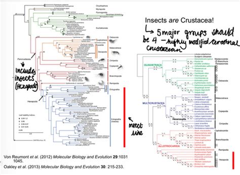 An Introduction To The Arthropods 3 Read Flashcards Quizlet