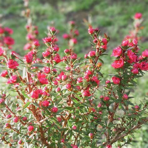 Sophora Microphylla — Naturally Native New Zealand Plants 2013 Ltd