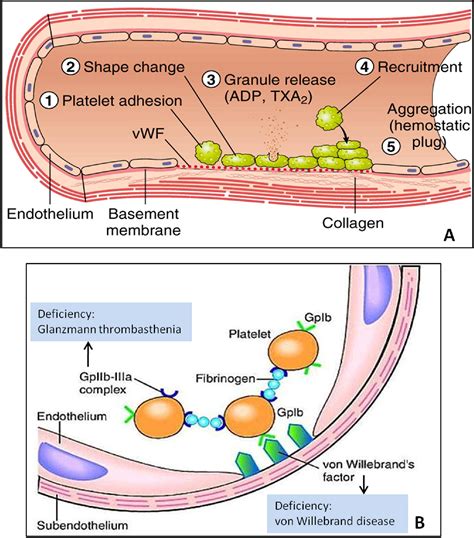 Platelet Aggregation New Antiplatelet Agents Ready For Clinical