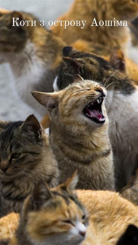 Енциклопедія Ua 🐋 Пощастило чоловікові що це був горбач який їсть тільки дрібну рибу