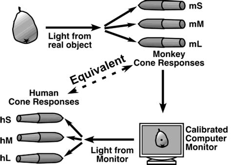 Functional Substitution Of Cone Fundamentals This Diagram Outlines Download Scientific Diagram