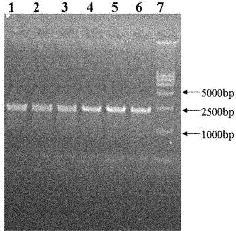 Method Special Kit And Test Paper Strip For Detecting Beta Lactam Antibiotics Based On