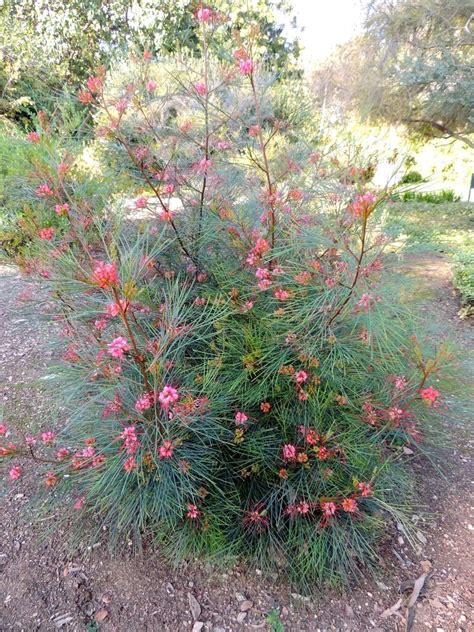 Grevillea Long John Soil