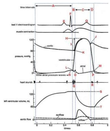 Wiggers Diagram Diagram Quizlet