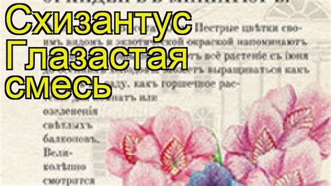 Схизантус обыкновенный Глазастая смесь. Краткий обзор, описание ...