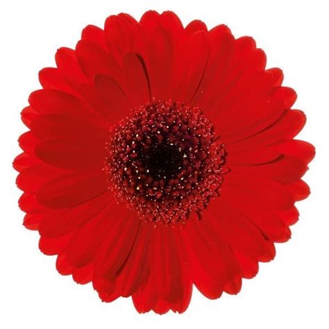 Germini Suri X 60 Wholesale Dutch Flowers And Florist Supplies Uk