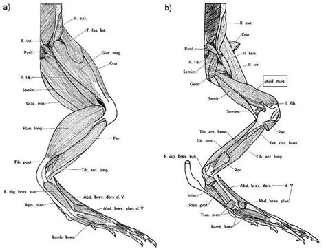 Frog Leg Muscle Anatomy Frog Leg Anatomy Exploring Remarkable Jumps Tvhg
