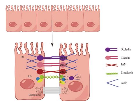 Figure 1 From Involvement And Repair Of Epithelial Barrier Dysfunction In Allergic Diseases