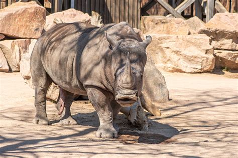 Schönes Männchen Von Graunashorn Oder Nashorn In Einem Zoo Oder