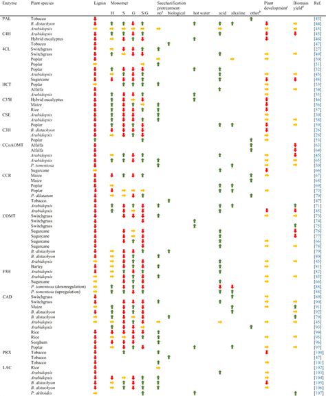 Regulation Of Genes Related To Lignin Biosynthesis And The Consequences