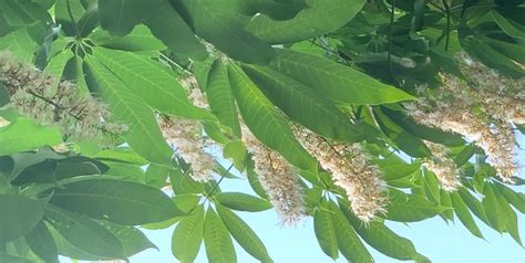 Tree Dataset Of Urban Street Classificationflower Kaggle